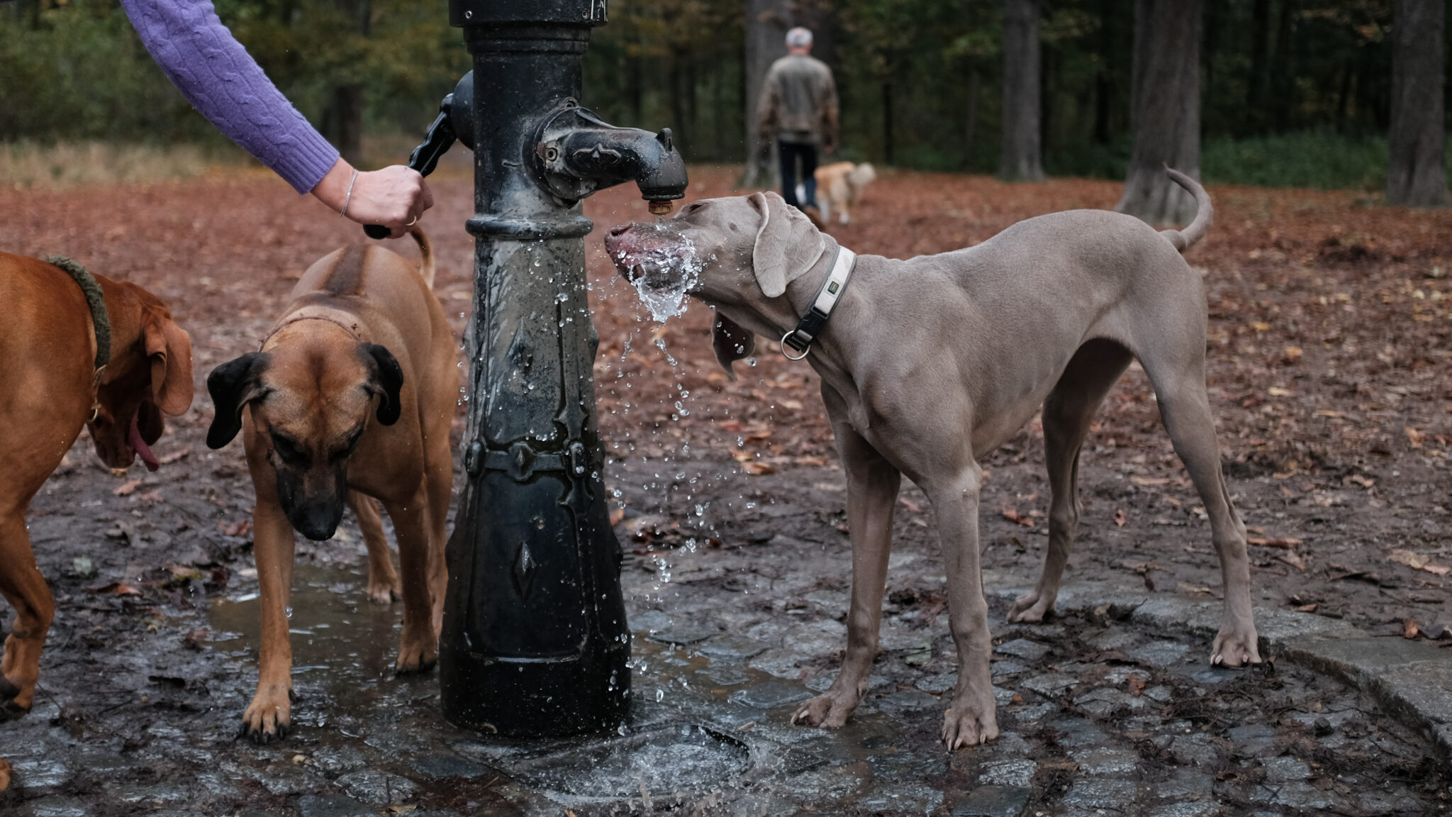 Does Homeowners Insurance Cover Dog Bites? - Lemonade Insurance