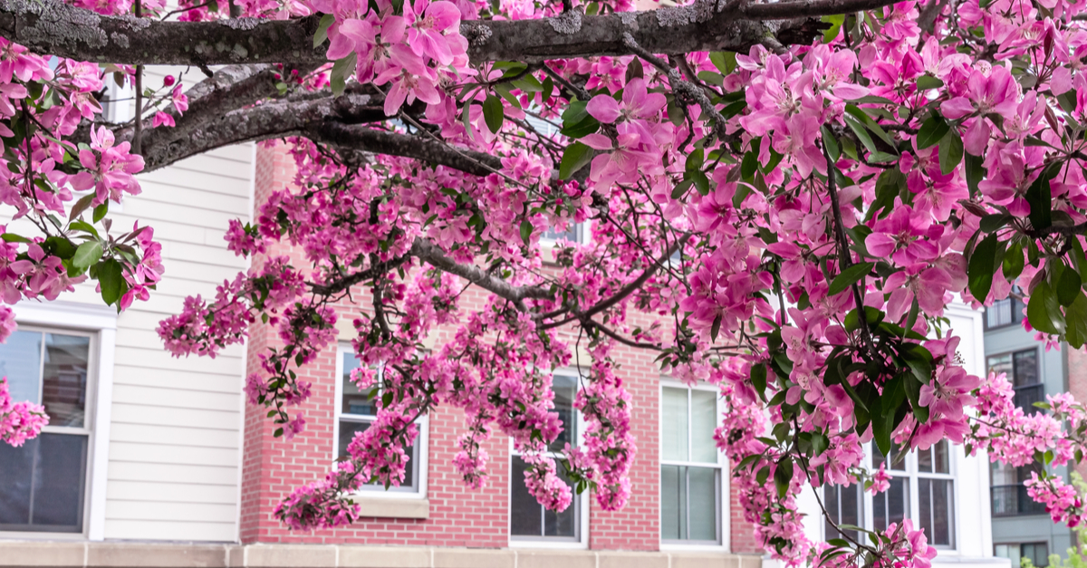 How to Keep Your Property Safe from Tree Damage • Lemonade Insurance