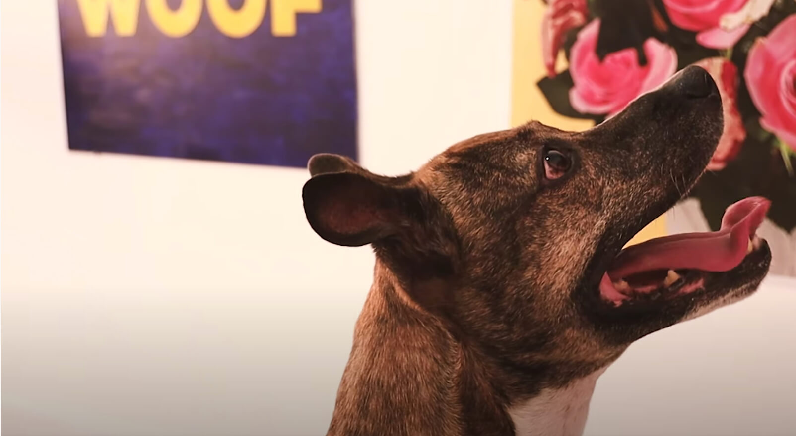 The 13 Best Music Videos Starring Dogs and Cats • Lemonade Pet