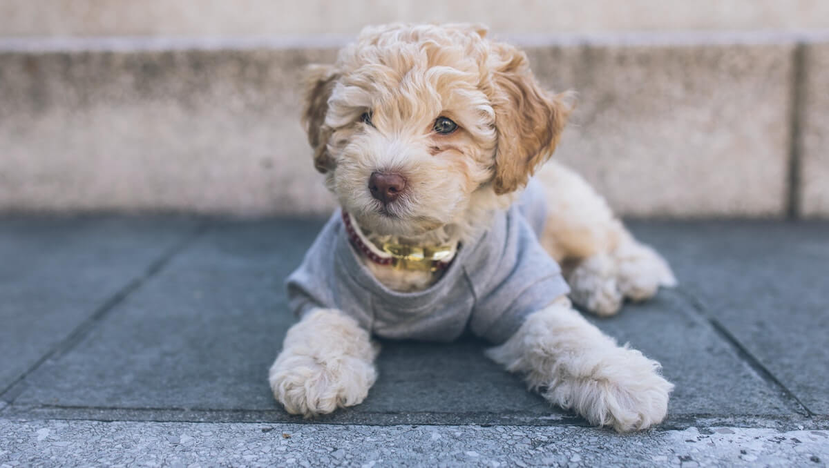 Cockapoo Pet Insurance - What You Need to Know