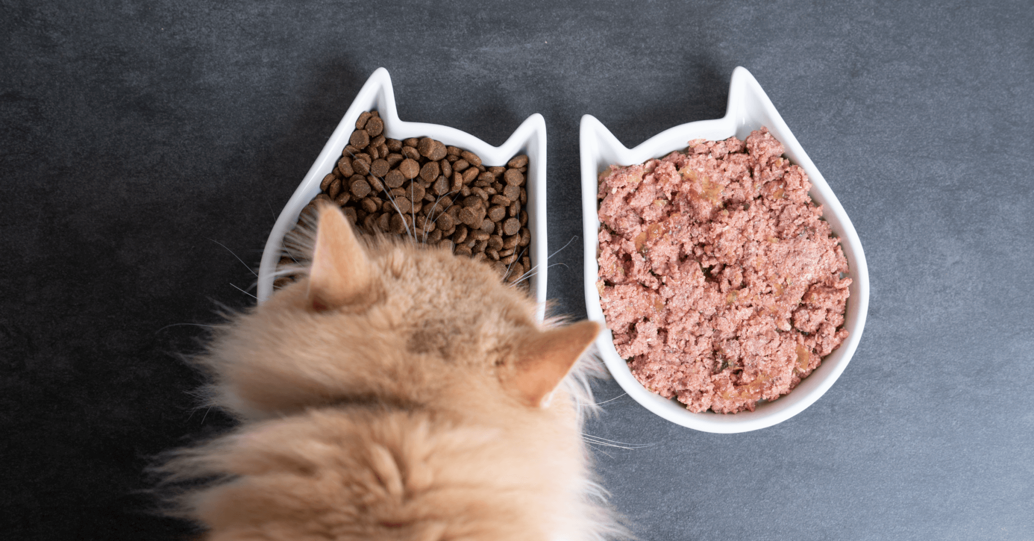 We Asked a Vet to Recommend The Best Food for Your Cat