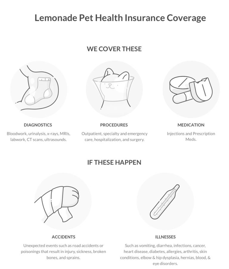 How Much Does It Cost to Own a German Shepherd? • Lemonade Insurance