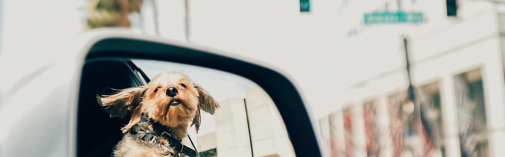 Pet Insurance in California • Cover Your Pet With Lemonade