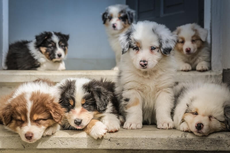 How Much Does It Cost To Spay Or Neuter A Dog Lemonade Insurance How Much Does It Cost To Spay Or Neuter A Dog Lemonade Insurance