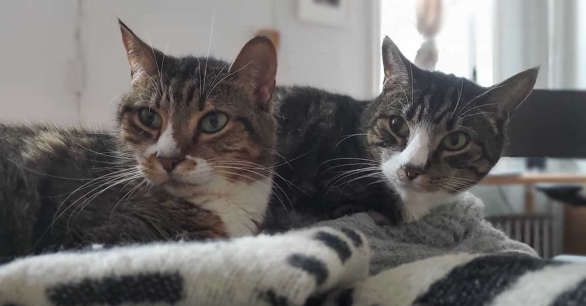 Two Cats Together