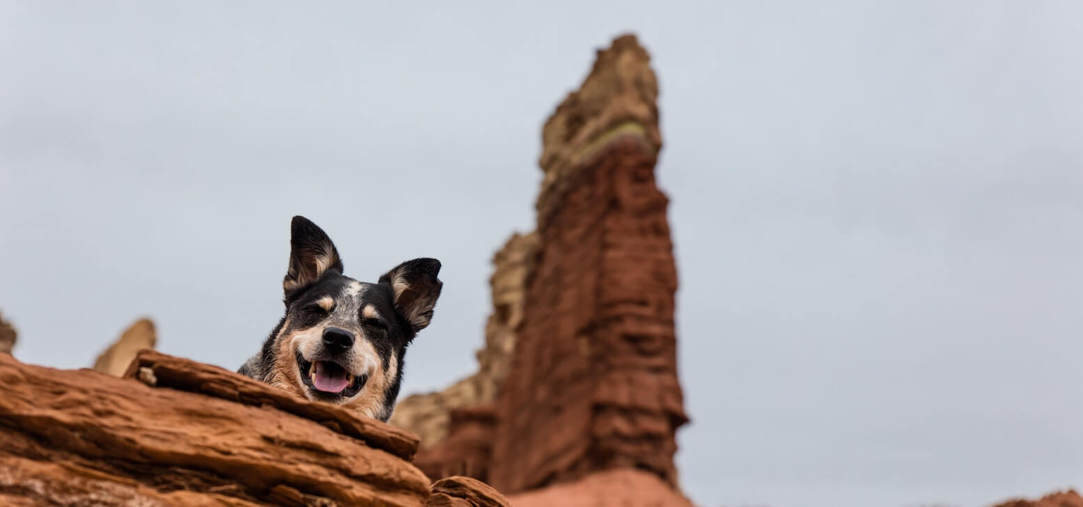 Pet Insurance in Utah • Cover your pet with Lemonade