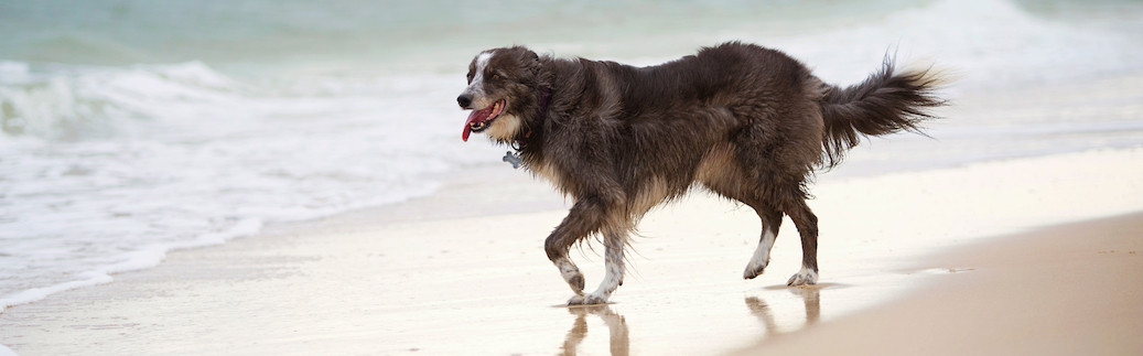Pet Insurance in Florida for Dogs & Cats • Lemonade