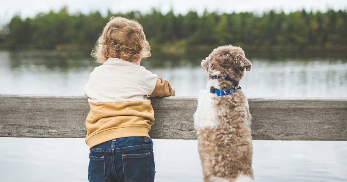 Service Dogs for Children with Autism: What You Need to Know