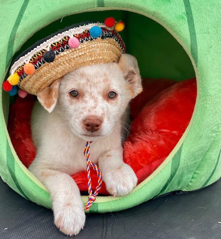 A Haven for Animals in Miami • Lemonade Insurance