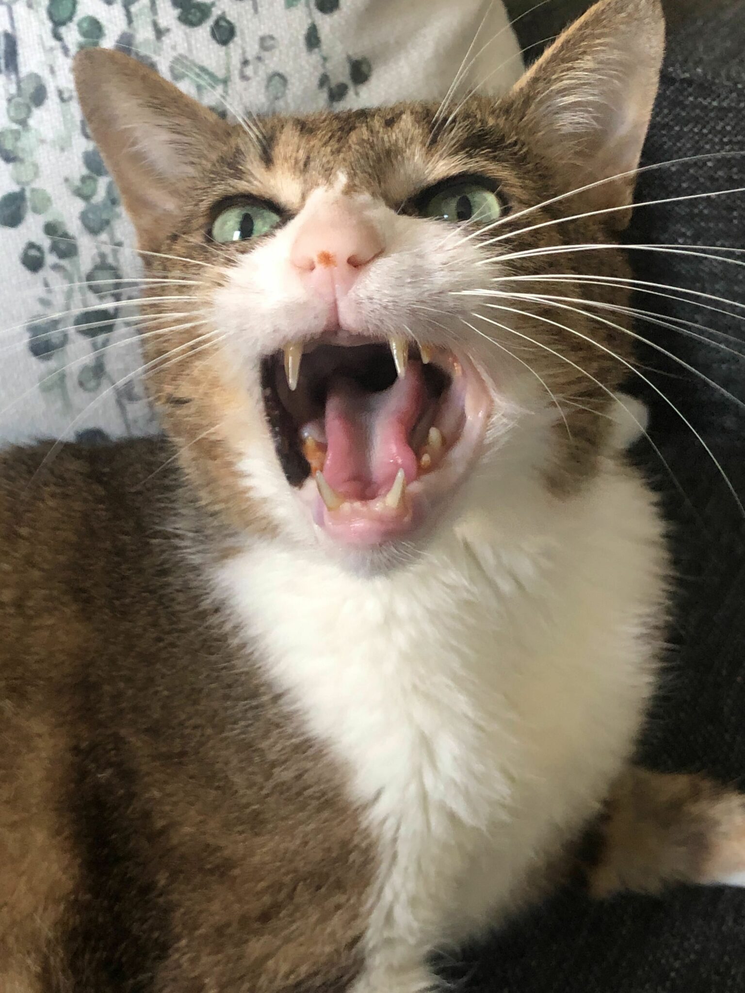 Periodontal Disease in Cats: What You Need to Know • Lemonade