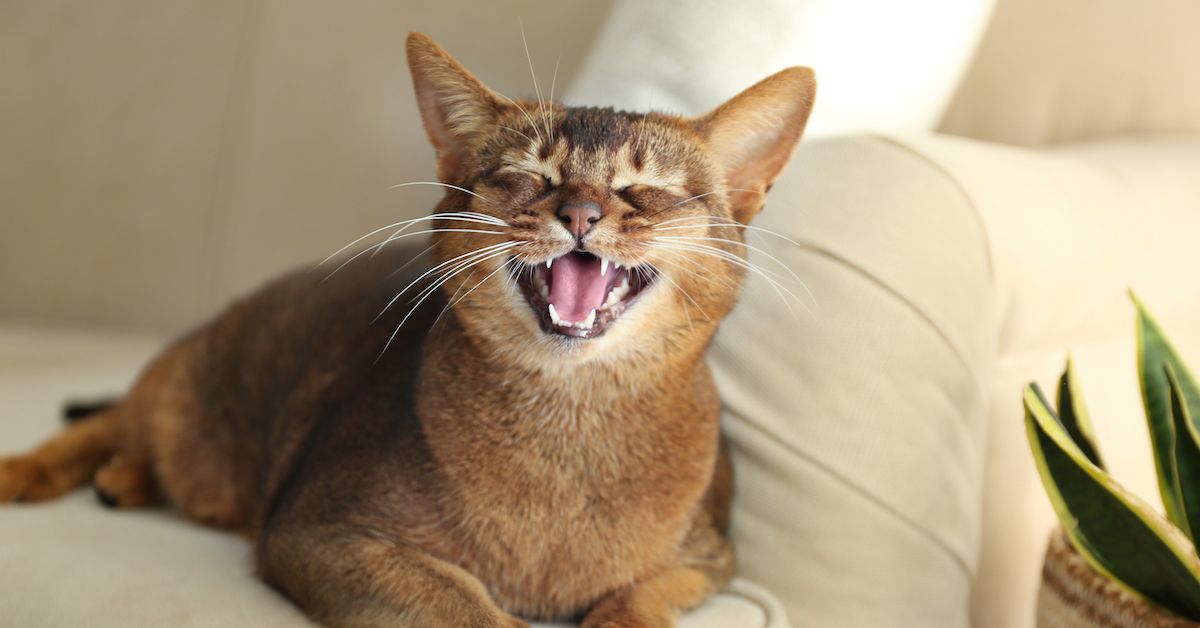 What To Know About Cleaning Your Cat’s Teeth • Lemonade Insurance