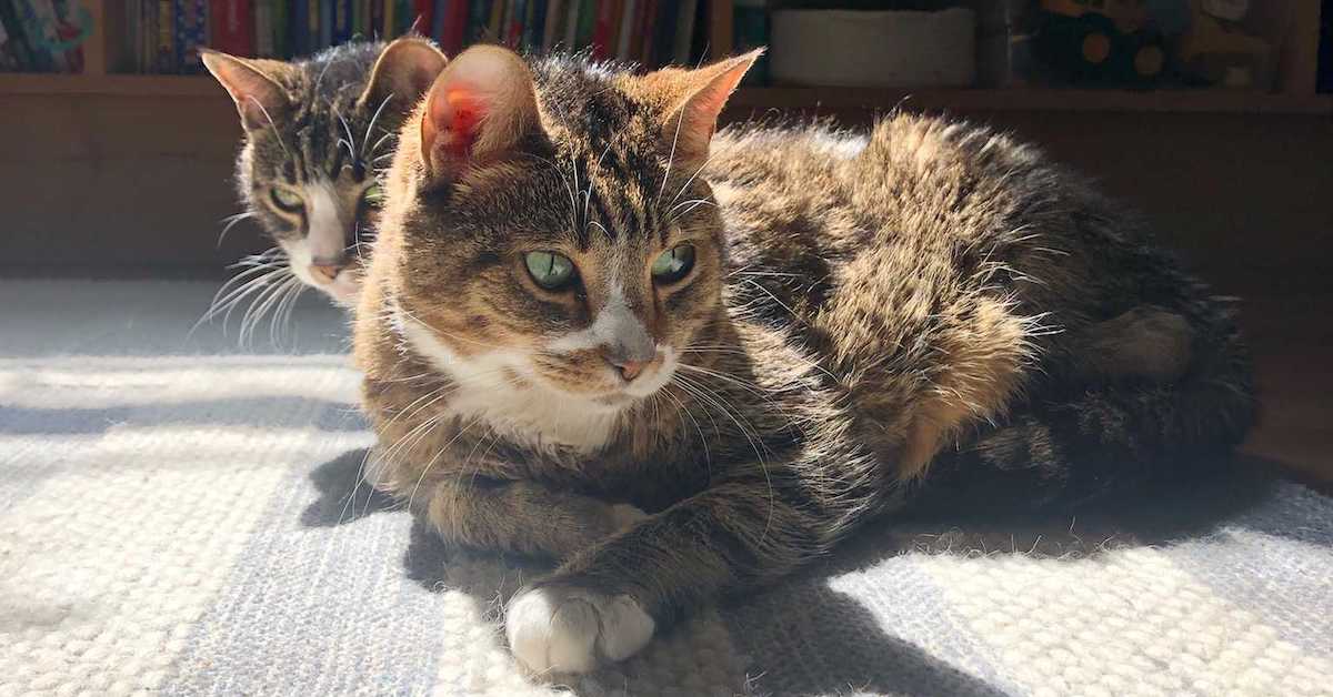 The Pet Parent's Guide to Adopting an Older Cat • Lemonade Insurance