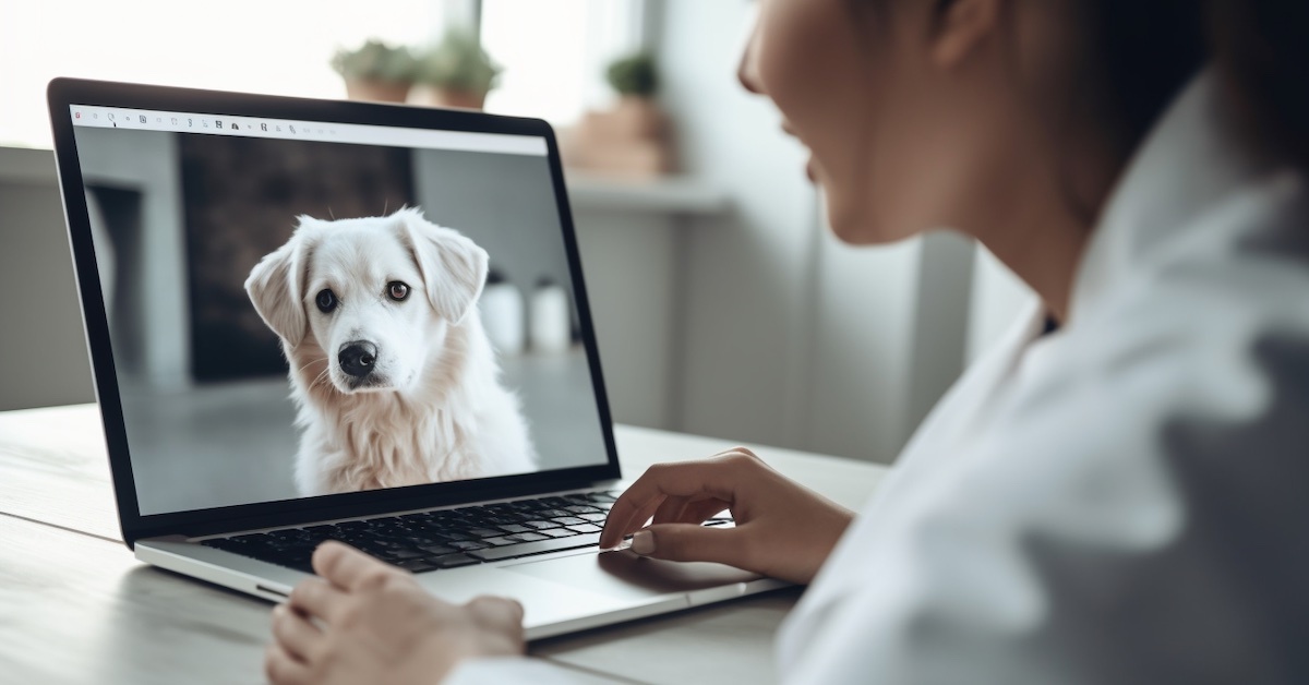 Virtual Vet Visits: What You Need to Know • Lemonade Pet