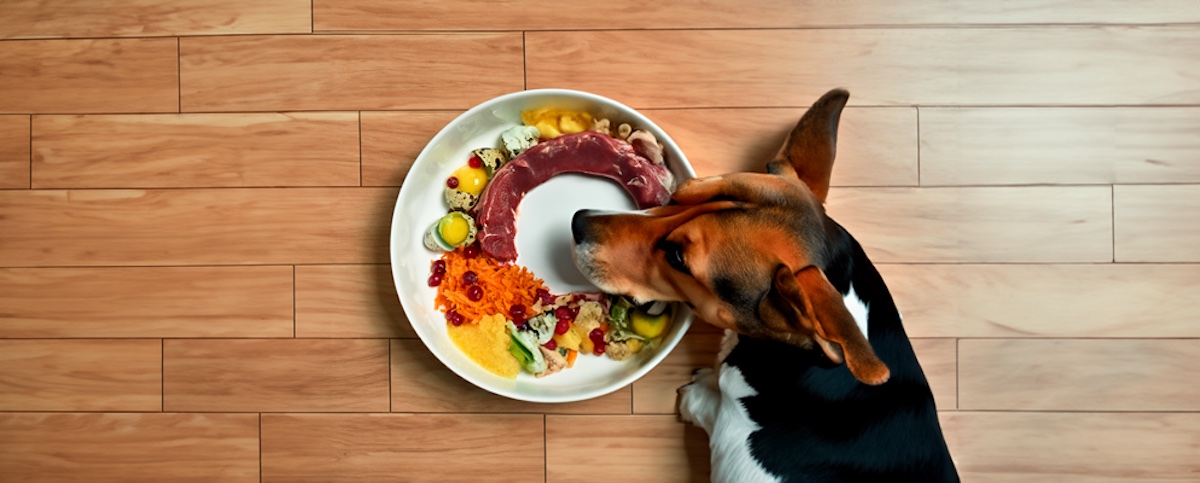 Can Dogs Thrive on a Human Diet? - Lemonade Pet