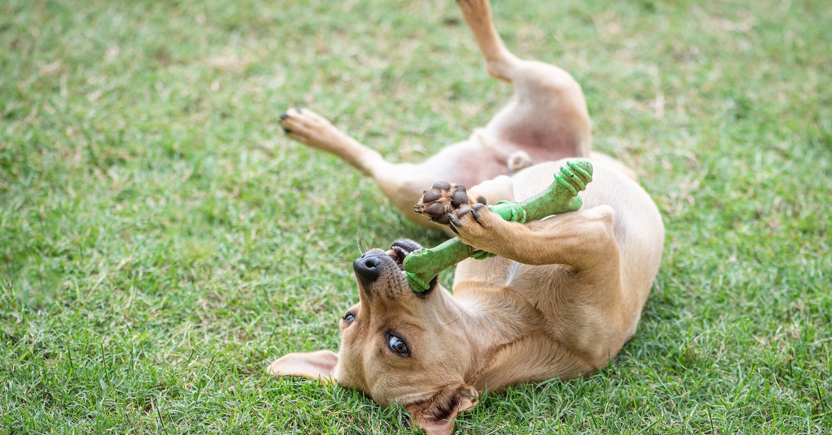 The Ulti-Mutt List of Adorable Mixed Breed Dogs - Lemonade Pet