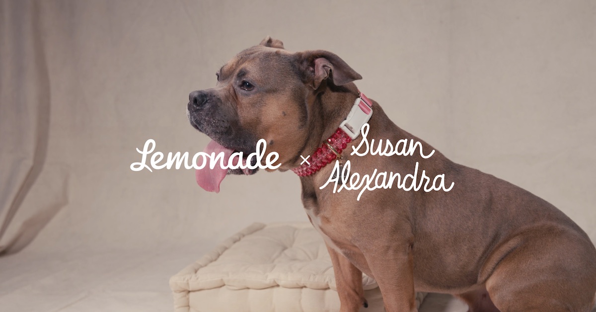 Susan Alexandra and Lemonade Join Forces for Rescue Pets | Lemonade