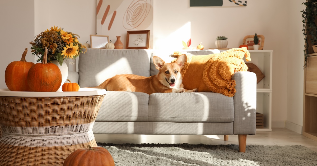 A Dog Thanksgiving Feast - Lemonade Pet