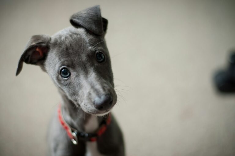 DAPP Vaccine For Dogs, What Is It? Guide By Lemonade