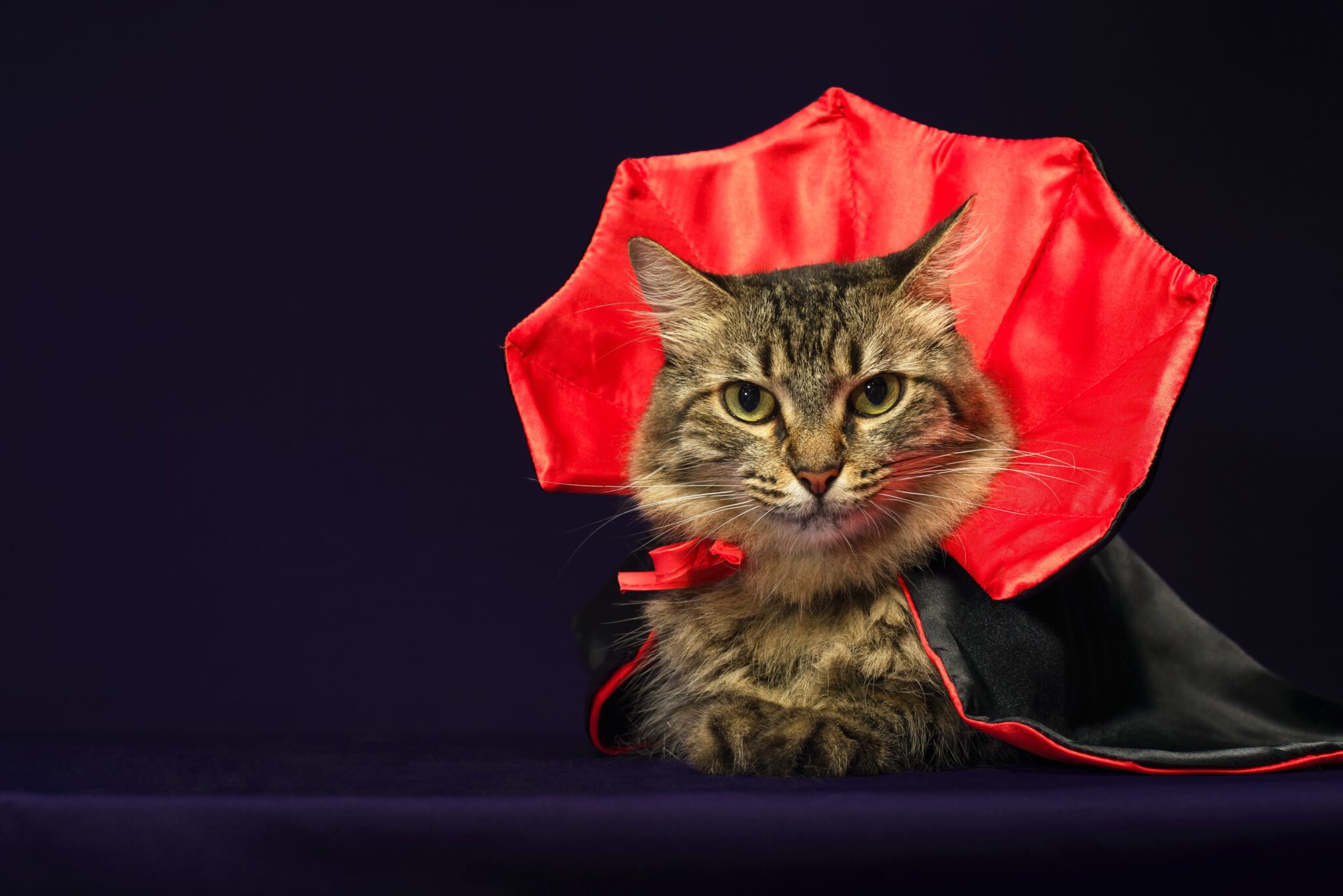 300+ Best Female Cat Names - Lemonade Pet