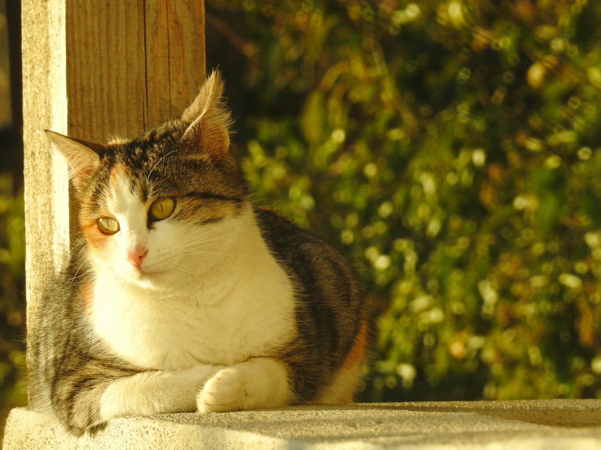 What is Pet Physical Therapy? A Guide by Lemonade