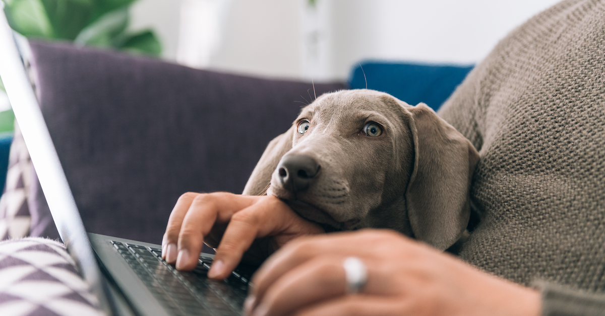 Pet Screening: What It Is and How to Prepare as a Renter